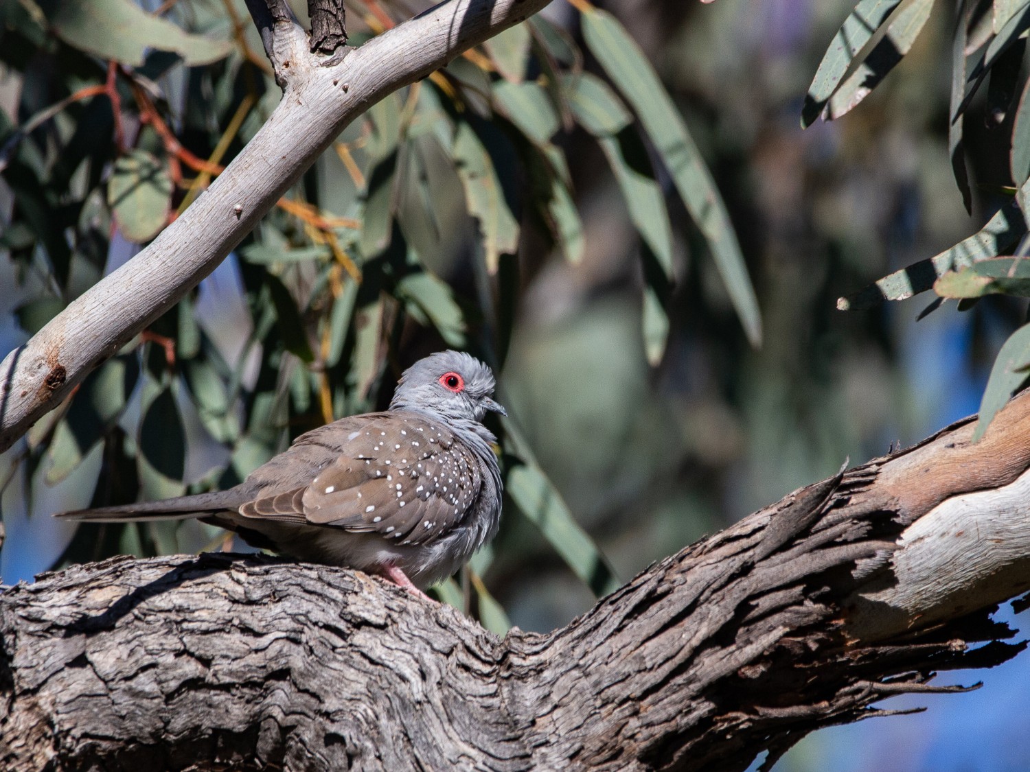 Birdorable Blog - Bird News, New Species & Fun Stuff