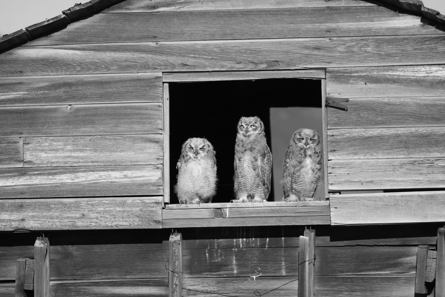 Birdorable Blog - Bird News, New Species & Fun Stuff