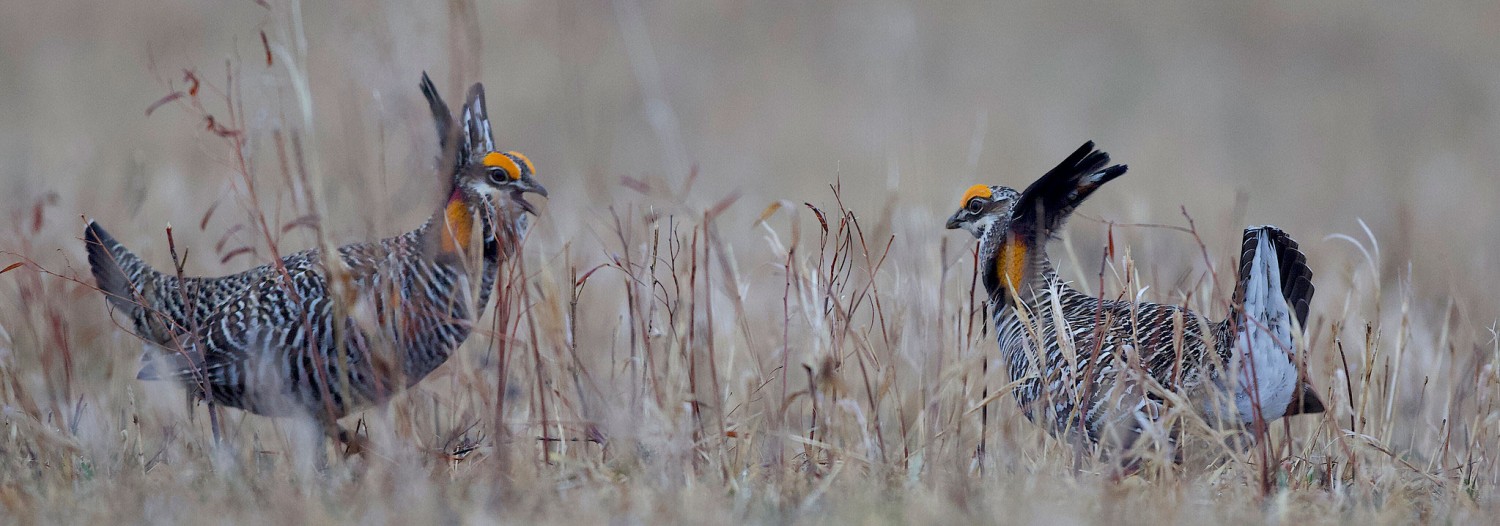 Read About Lekking: What It Means And Which Birds Do It