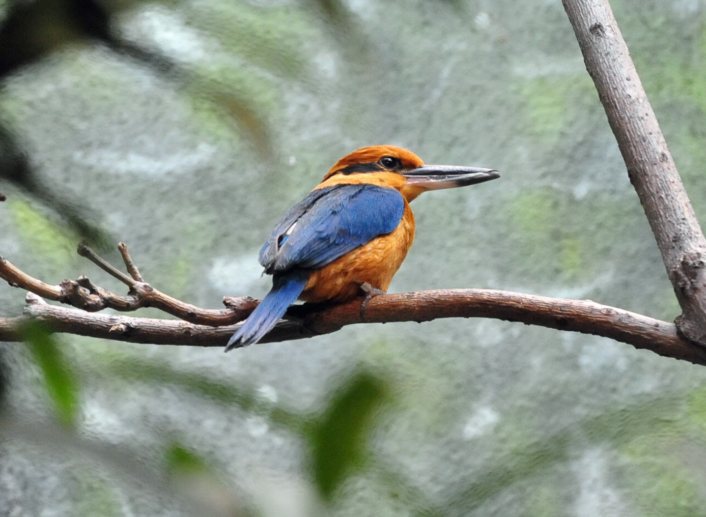 Return of the Sihek: Guam Kingfisher Lays Eggs in the Wild