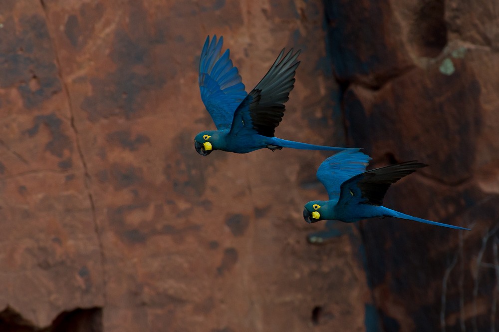 Discover the Indigo Macaw – Endangered Endemic Parrot of Brazil