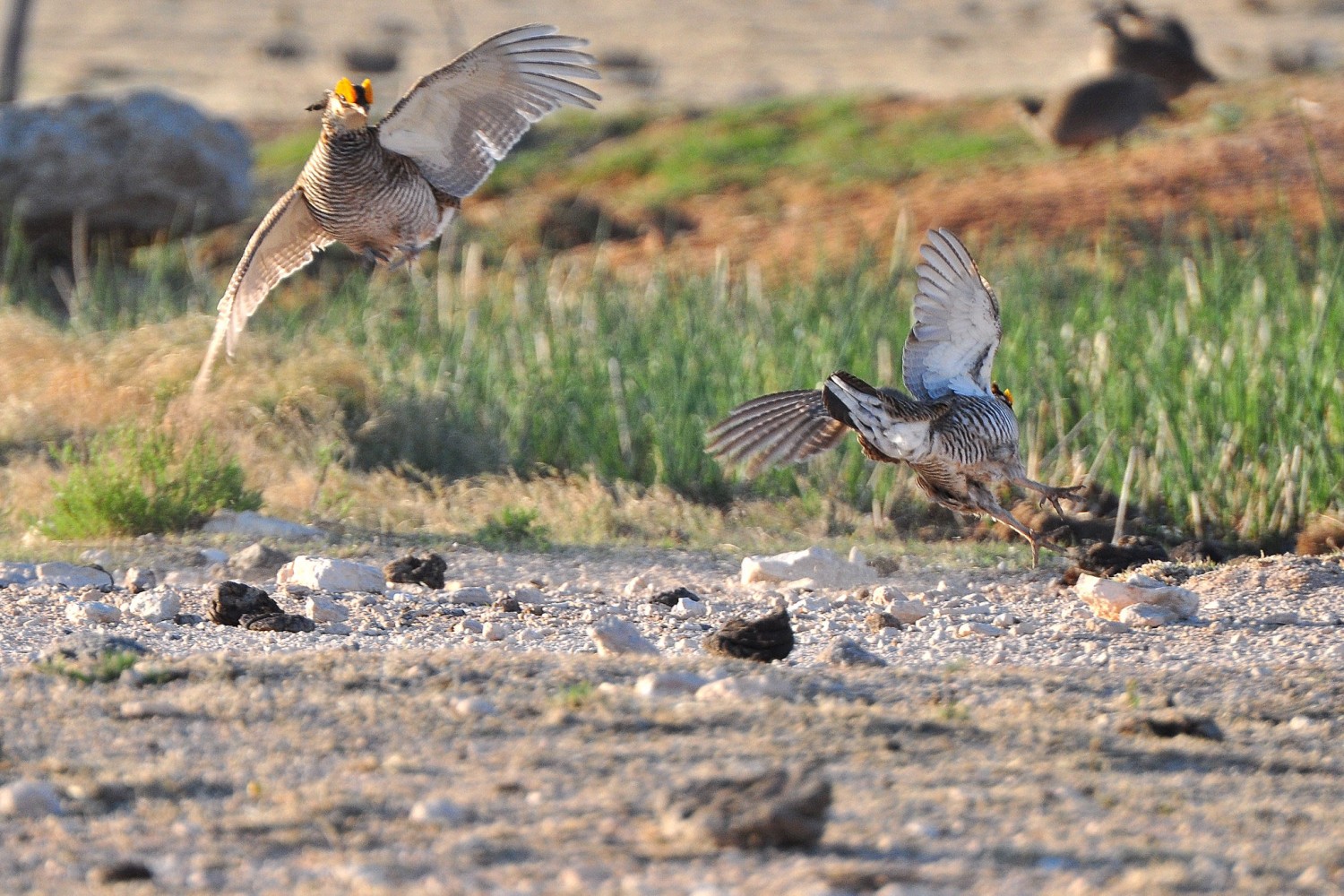 Read About Lekking: What It Means And Which Birds Do It