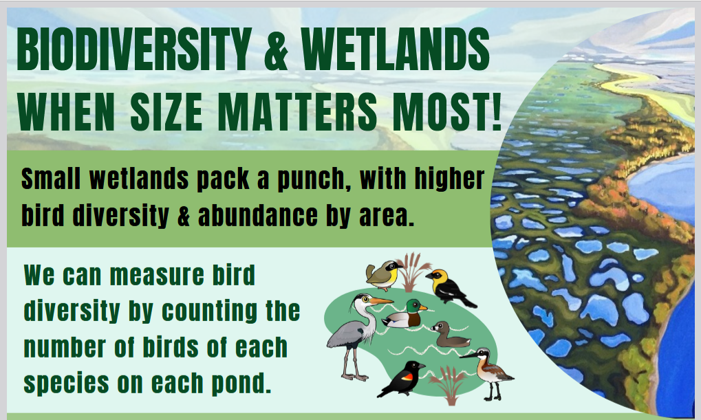 (Cute) Infographic Highlights Importance of Prairie Wetlands