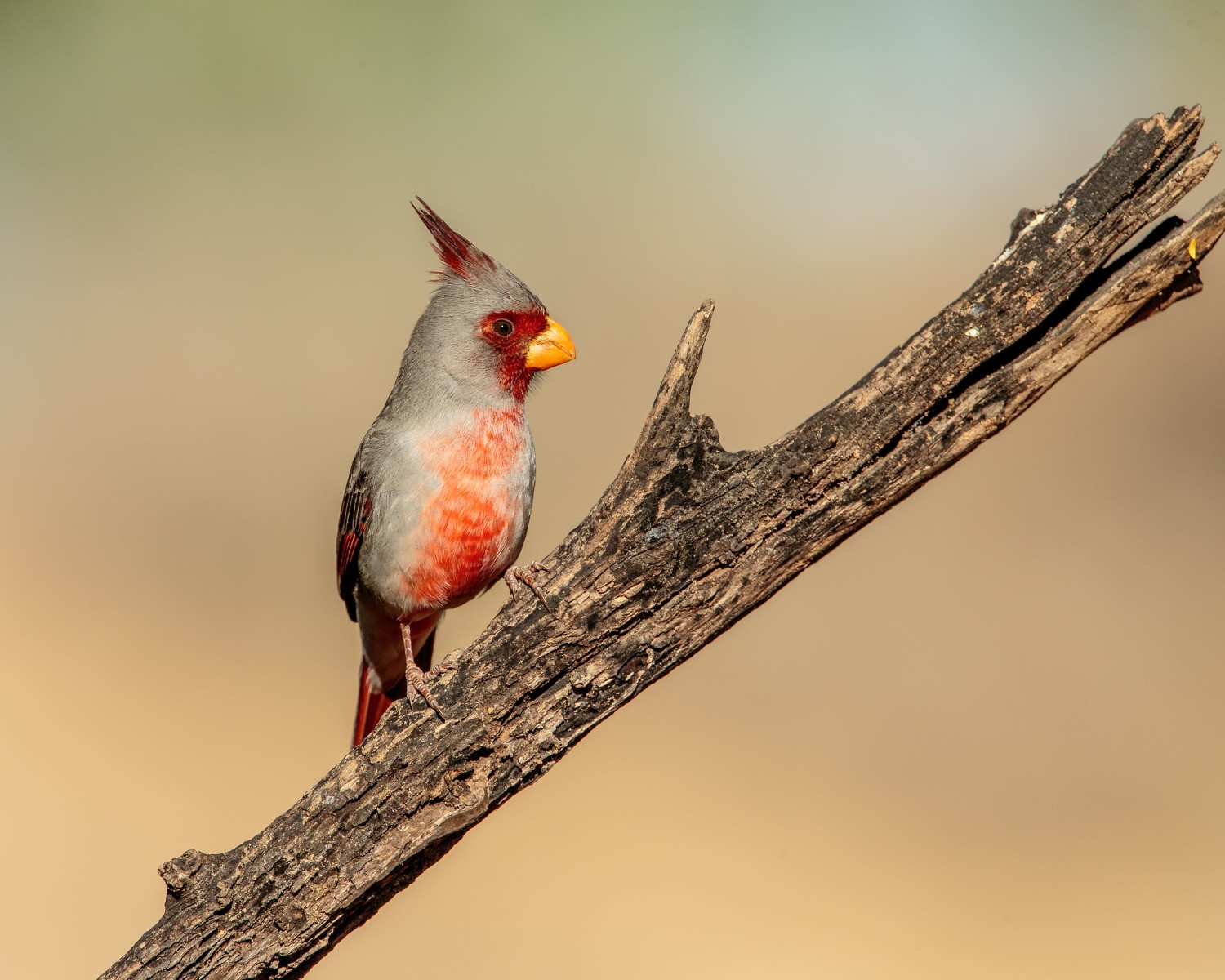 Birdorable Blog - Bird News, New Species & Fun Stuff