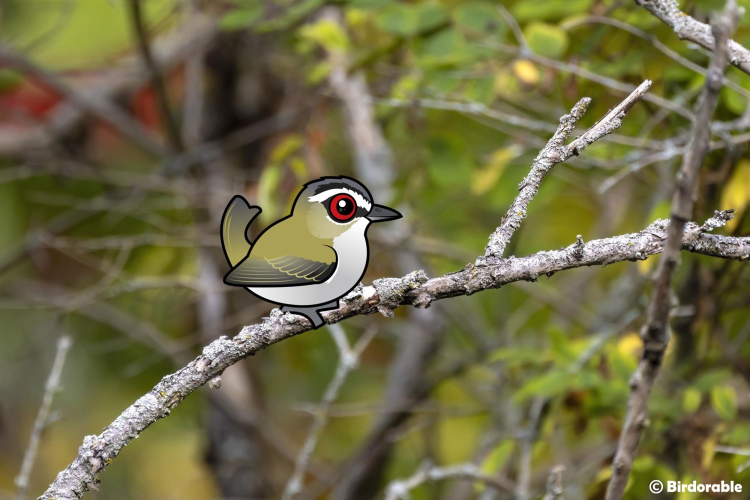 Red-eyed Birds: Eye Color in the Avian World
