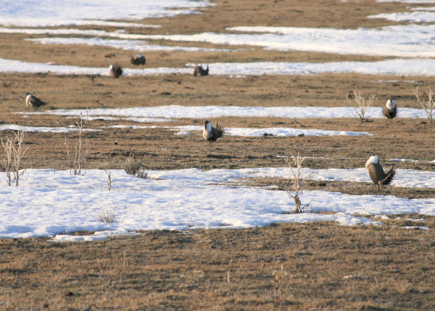 Read About Lekking: What It Means And Which Birds Do It