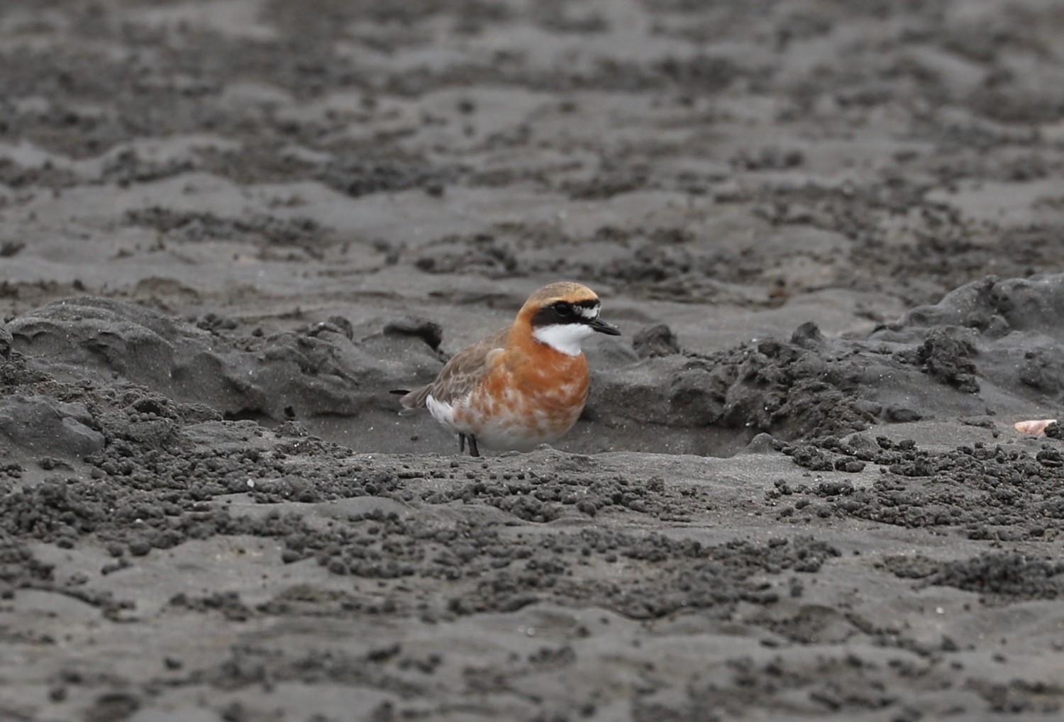 Meet the Siberian Sand Plover: A Migratory Marvel