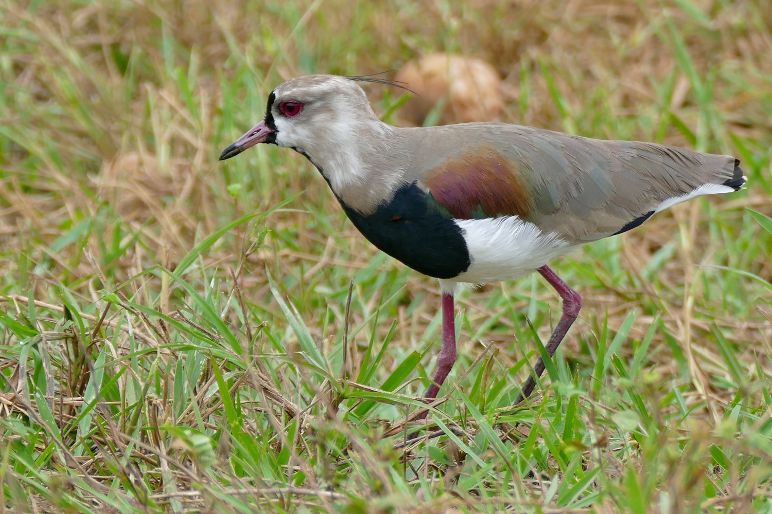 Meet the Southern Lapwing: A Loud and Colorful Defender