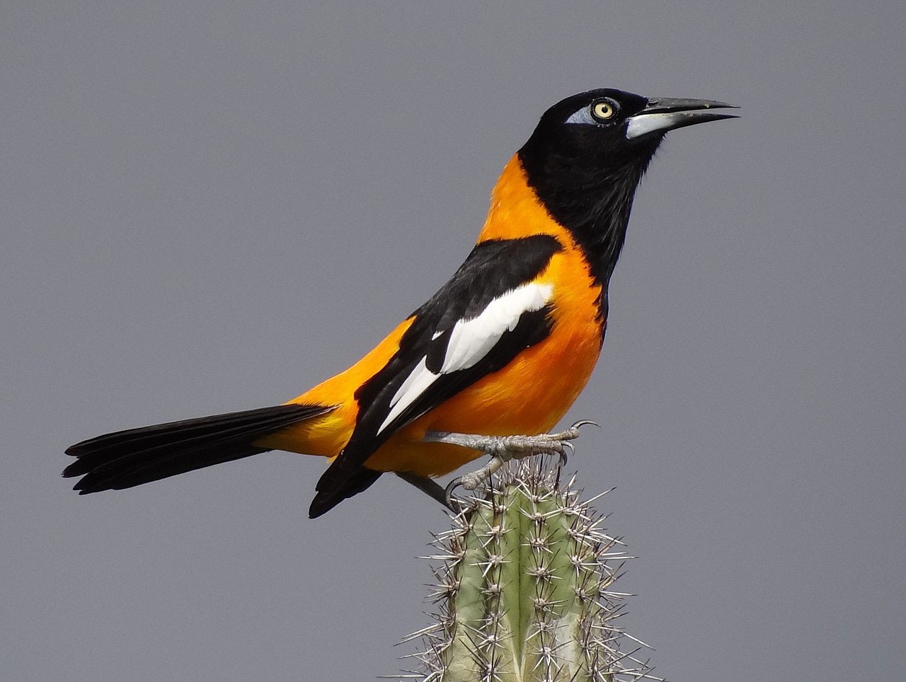 Birdorable Blog - Bird News, New Species & Fun Stuff