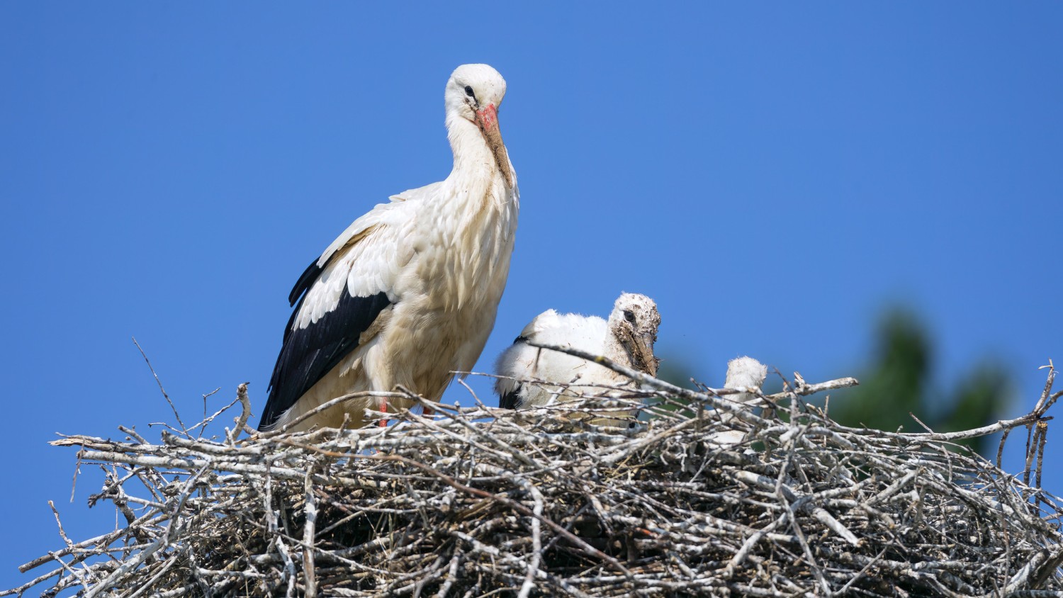 Busting a Bird Myth: Storks Deliver Babies