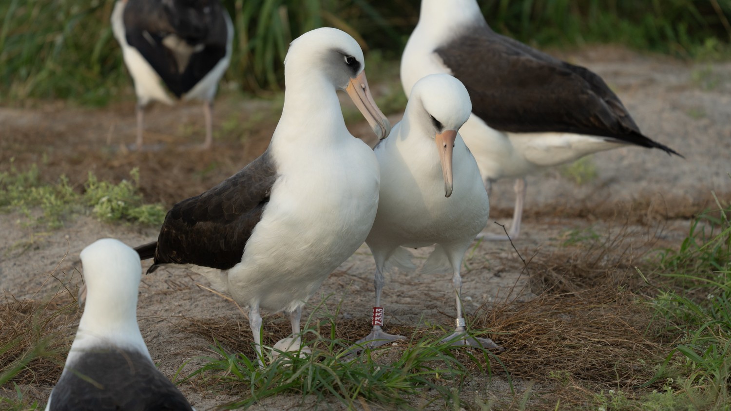 Bird Banding: Tracking Birds for Science and Conservation