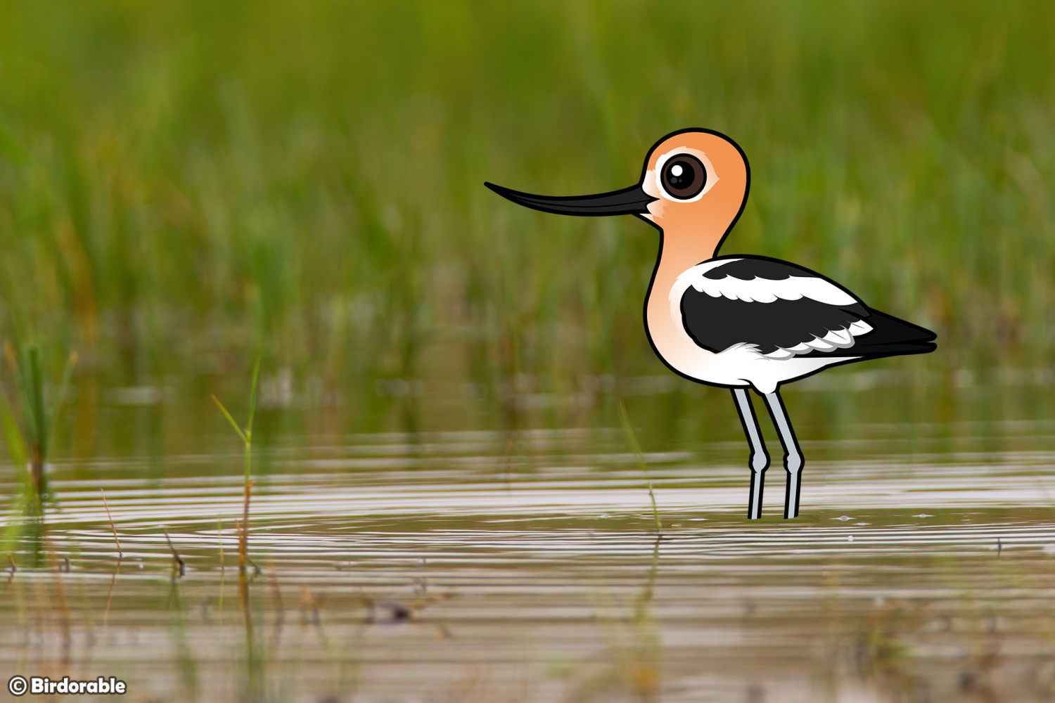 Avocet Species Spotlight: Andean, Pied, Red-necked, American
