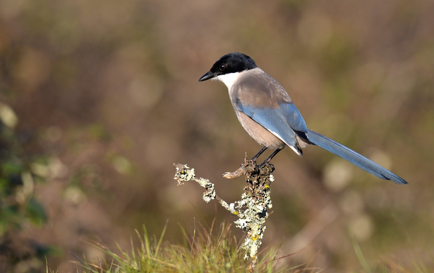 The Azure-winged Magpie: A Tale of Two Continents | Birdorable