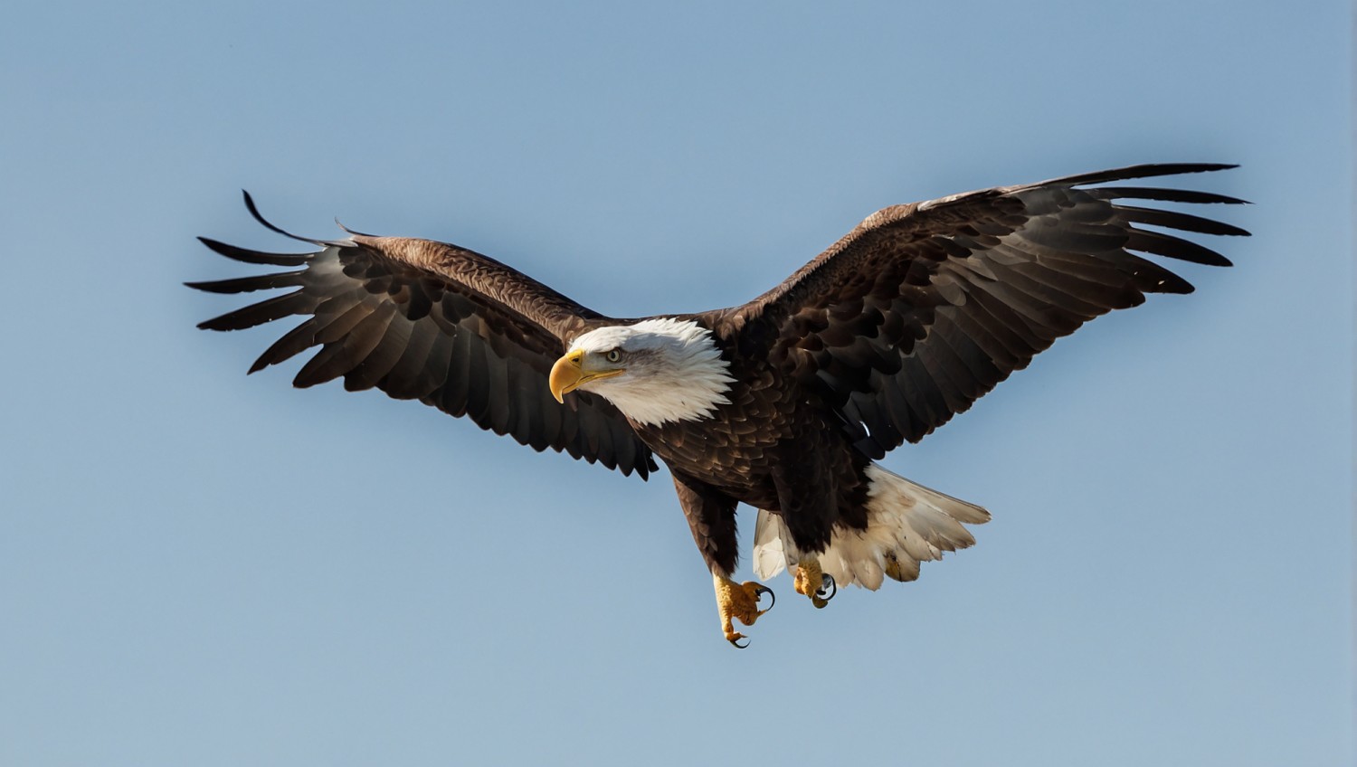 Bald Eagle's Symbolic Role Cemented As National Bird