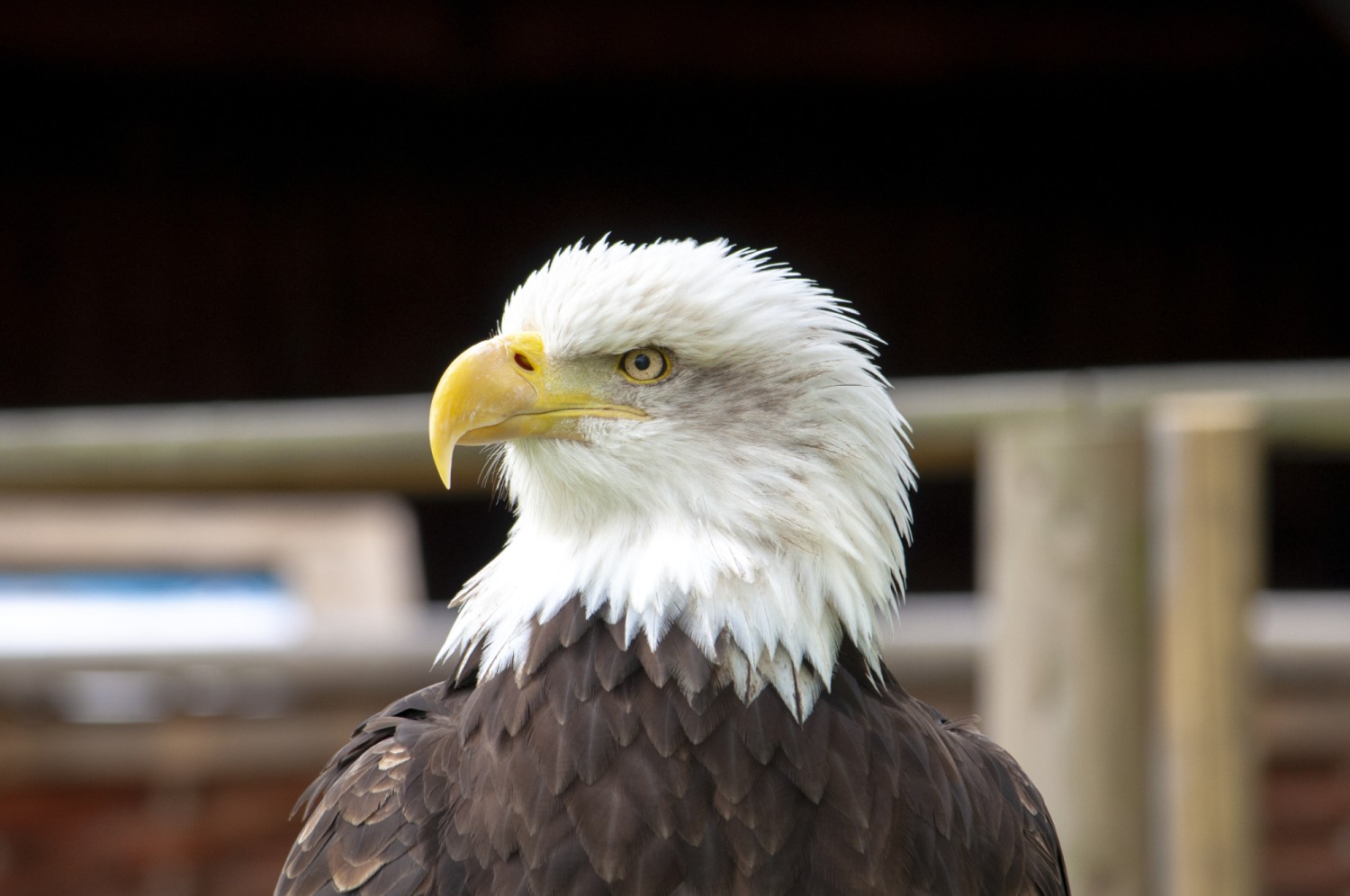 Bald Eagle's Symbolic Role Cemented As National Bird