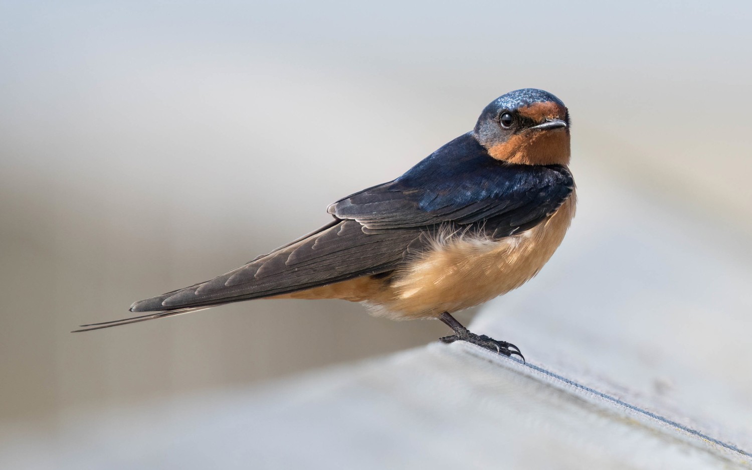 What kind of bird is that? Barn Swallow!