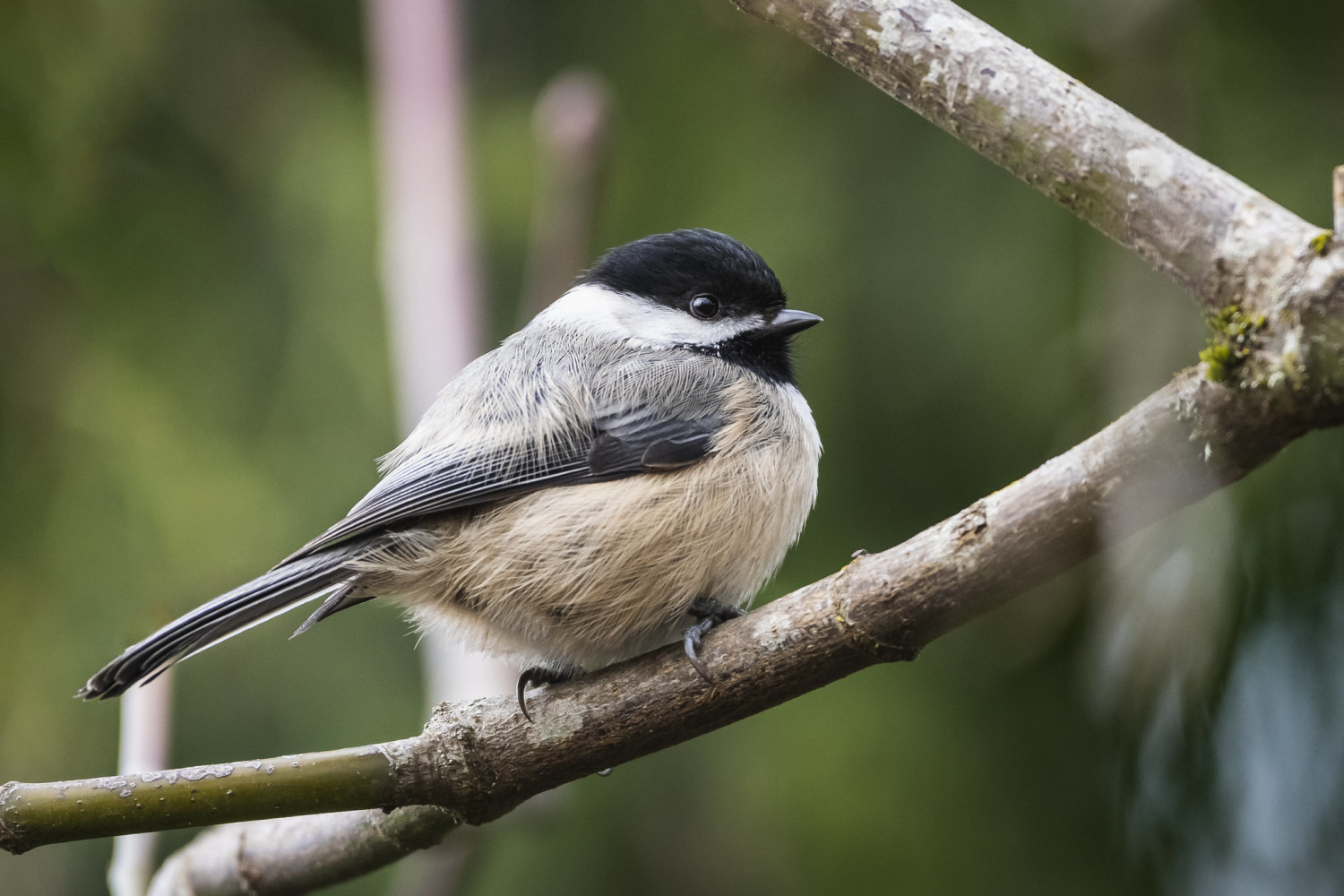 Black-capped Chickadee's Alarm Call: Counting the 'Dees'