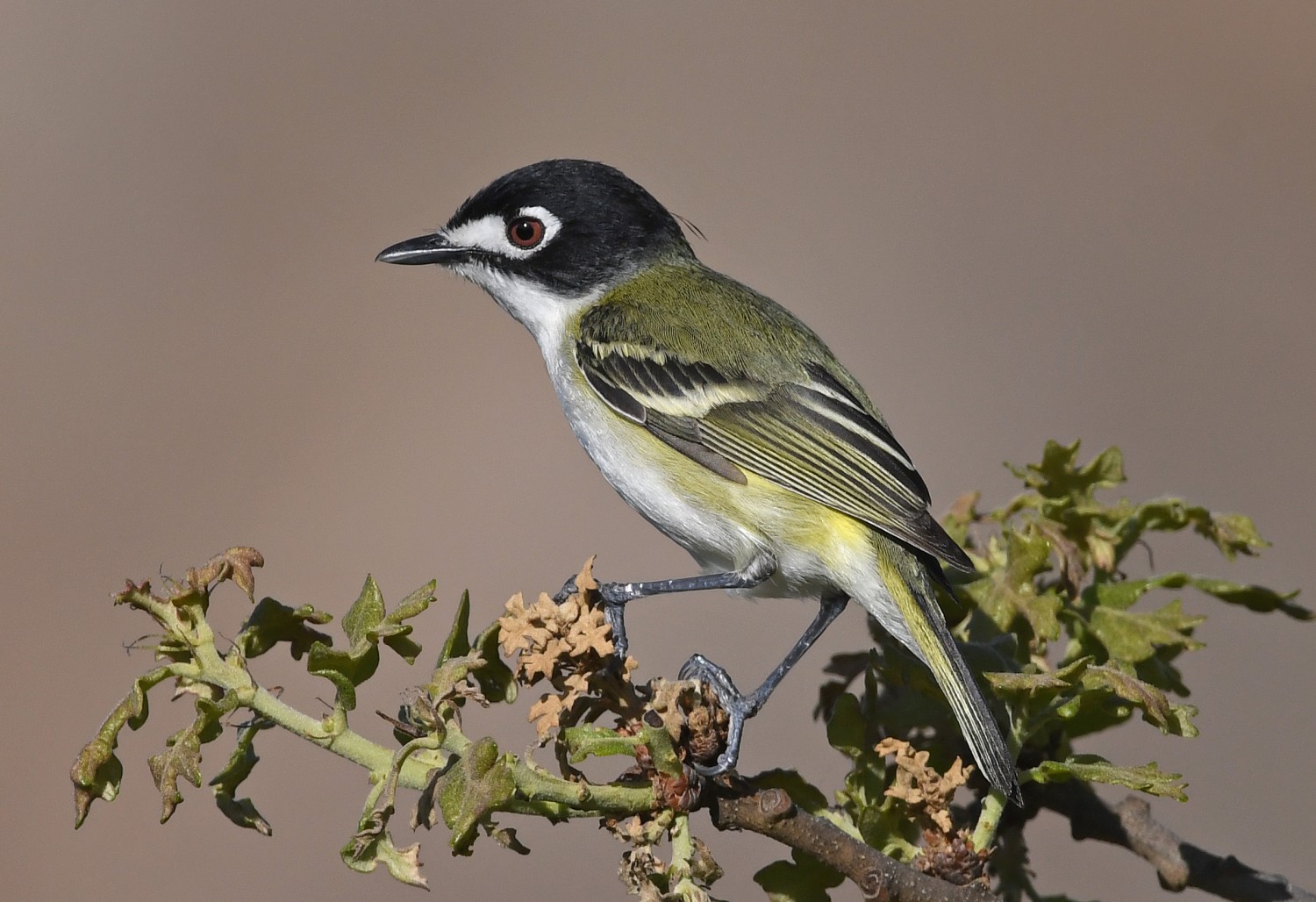 Birdorable Blog - Bird News, New Species & Fun Stuff