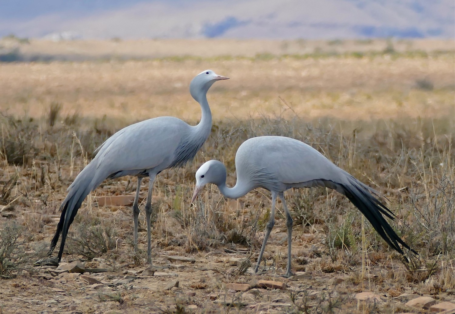 Birdorable Blog - Bird News, New Species & Fun Stuff