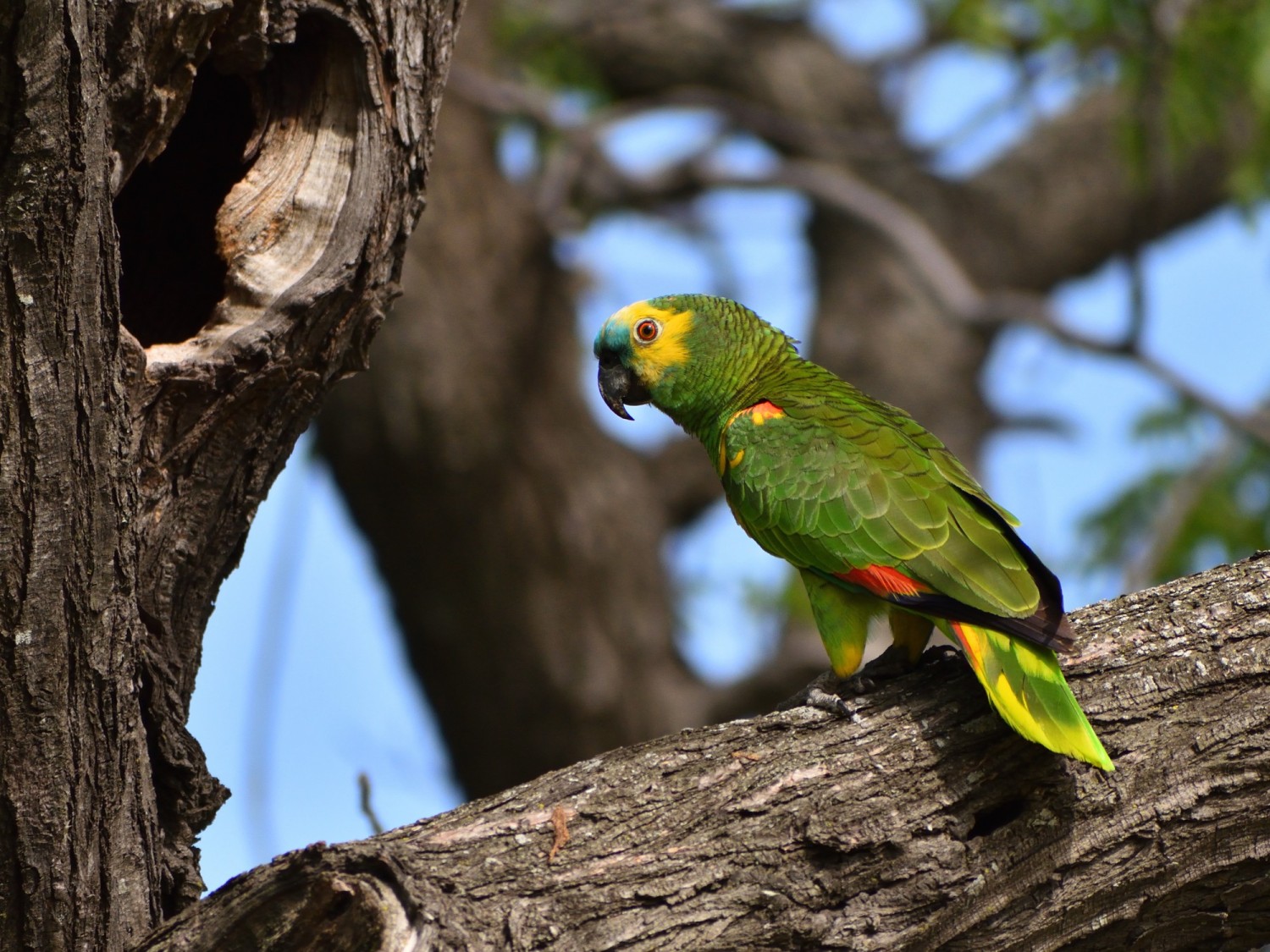The Blue-fronted Parrot: Nature's Skilled Mimic | Birdorable Blog