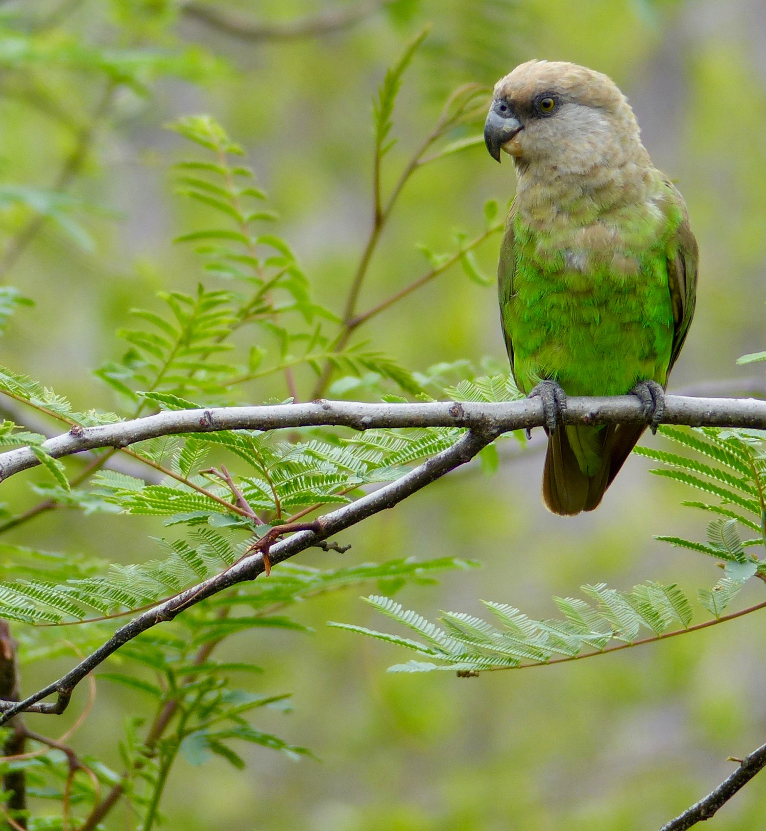 Birdorable Brown-headed Parrot Comes Flying in from Africa