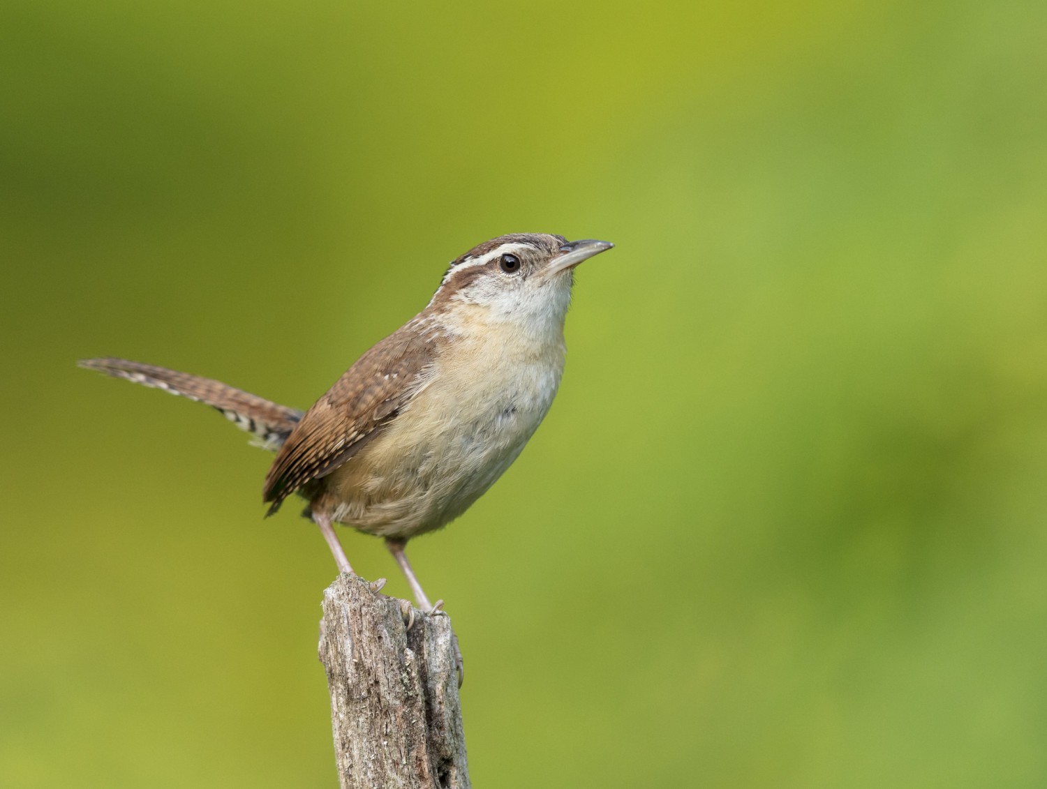 Wrens - Birdorable Blog