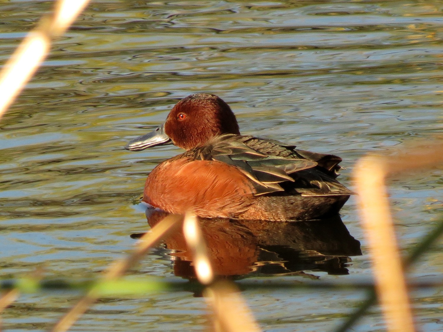 A Closer Look at the Cinnamon Teal – Birdorable Blog