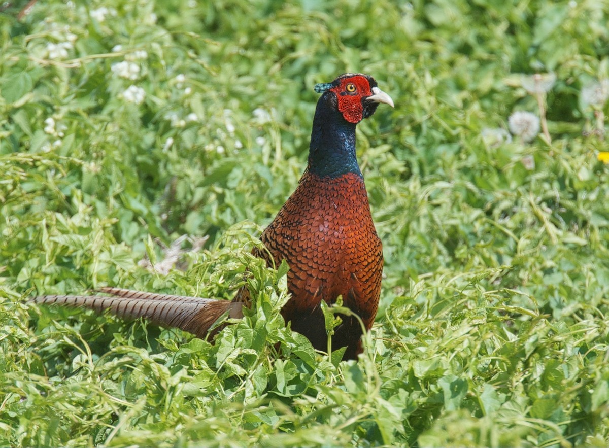 Meet the Common Pheasant: Common in Name, Unique in Style