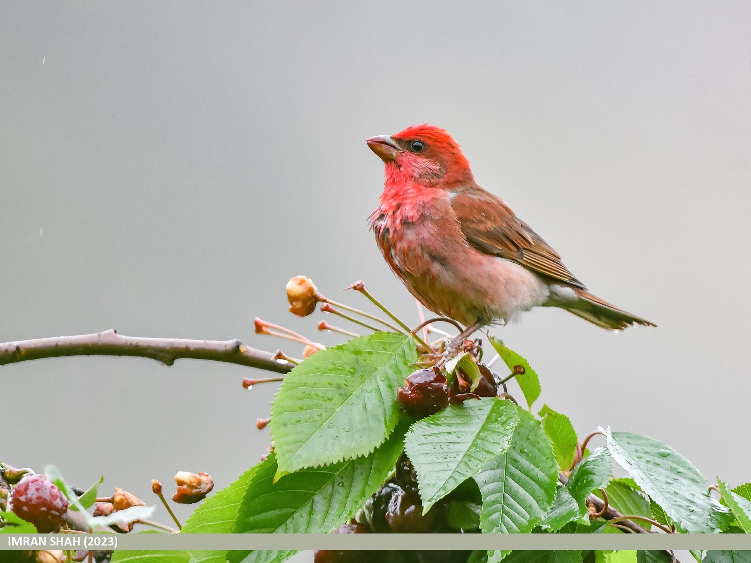 Spotting the Sinai Rosefinch: A Birdorable Adventure in Egypt