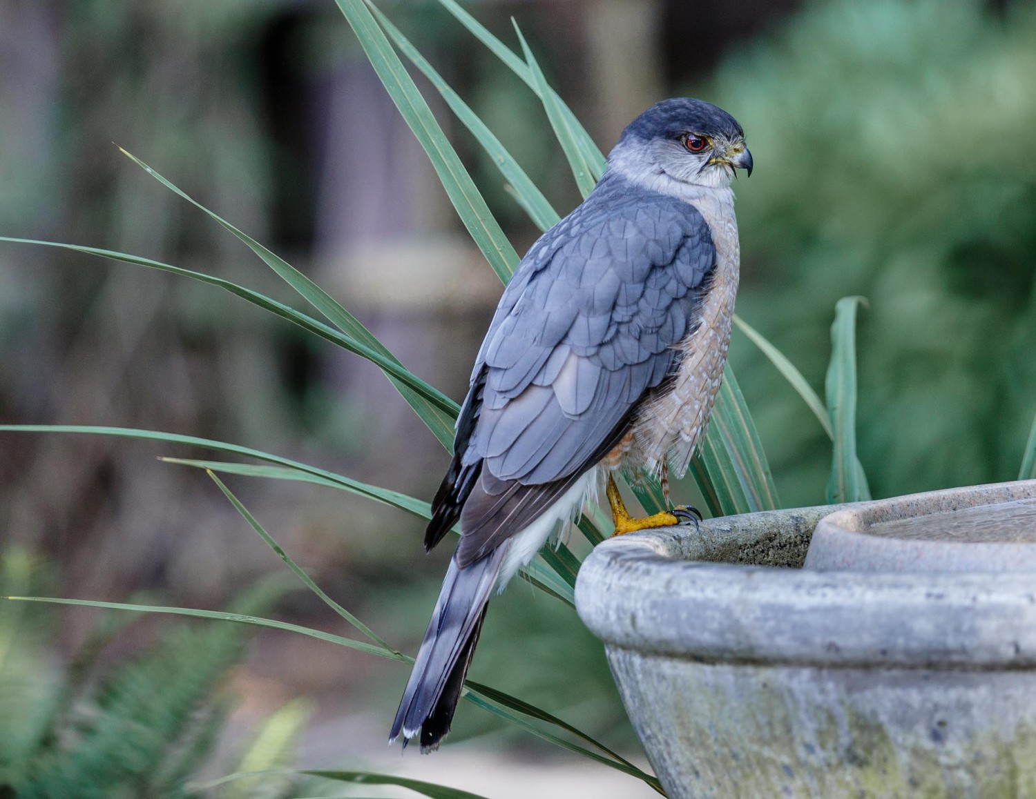 The Birdorable Cooper's Hawk: An Avian Daredevil of the Forest