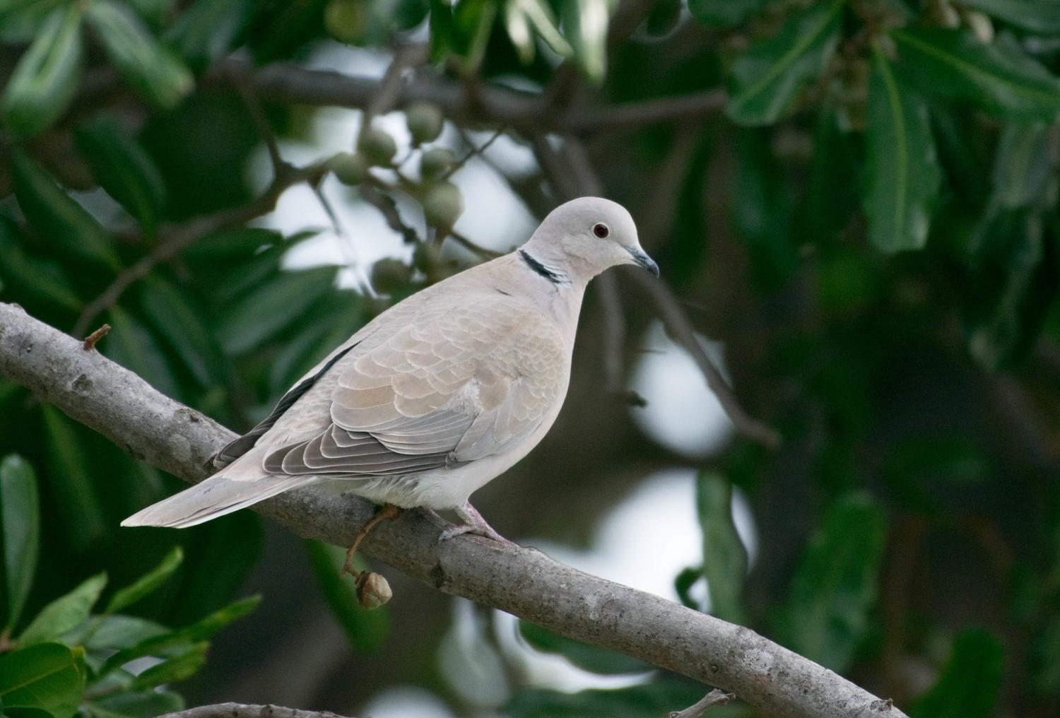 Birdorable Eurasian Collared Dove: Understanding Its Global Range