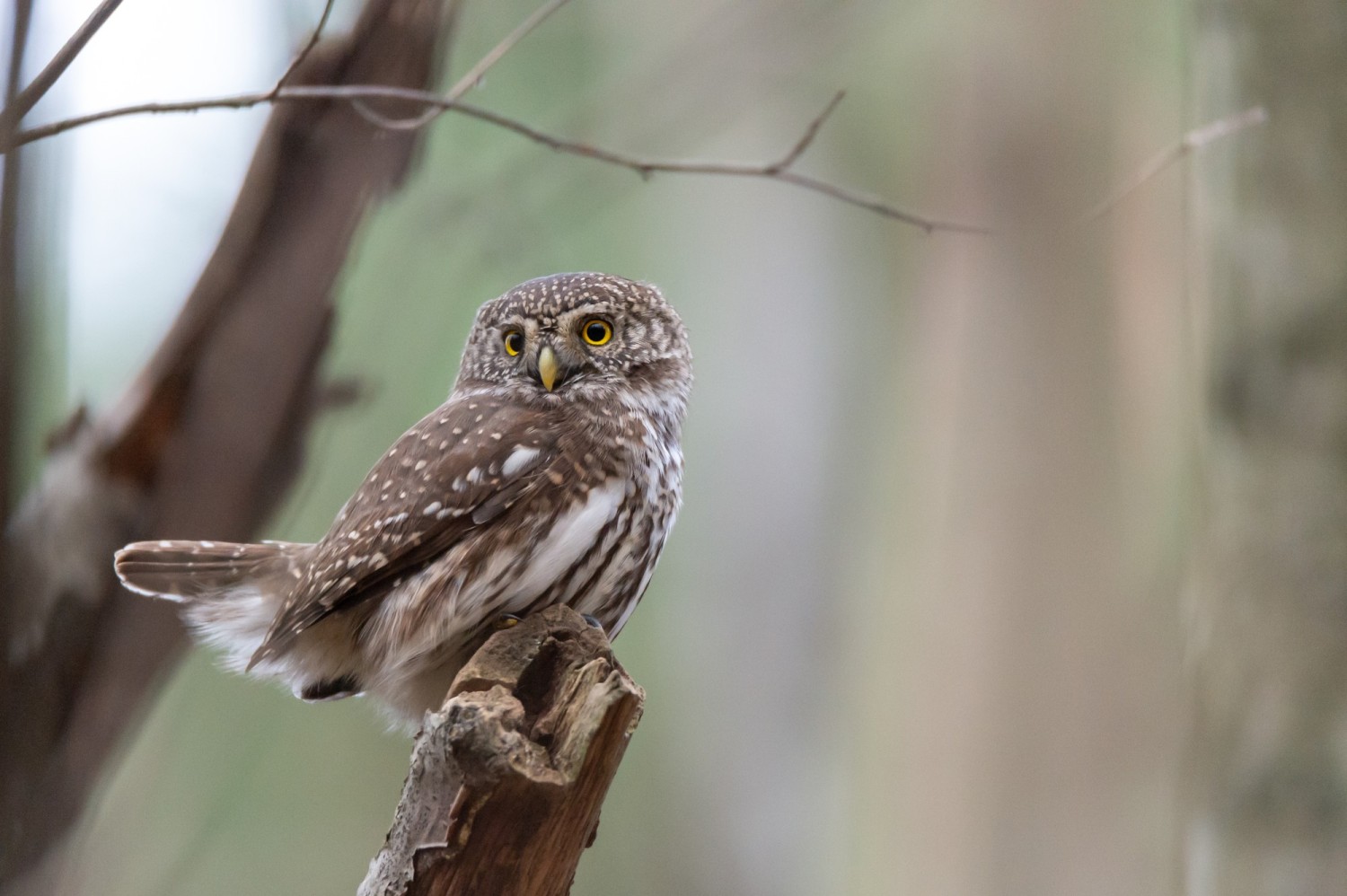 Busting a Bird Myth: Can Owls Rotate Their Heads 360 Degrees?