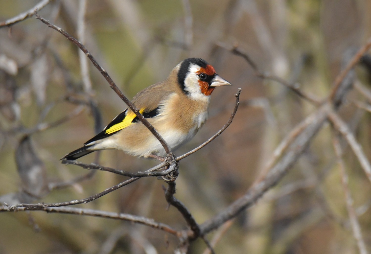 Adorable European Goldfinch: A Backyard Favorite | Birdorable