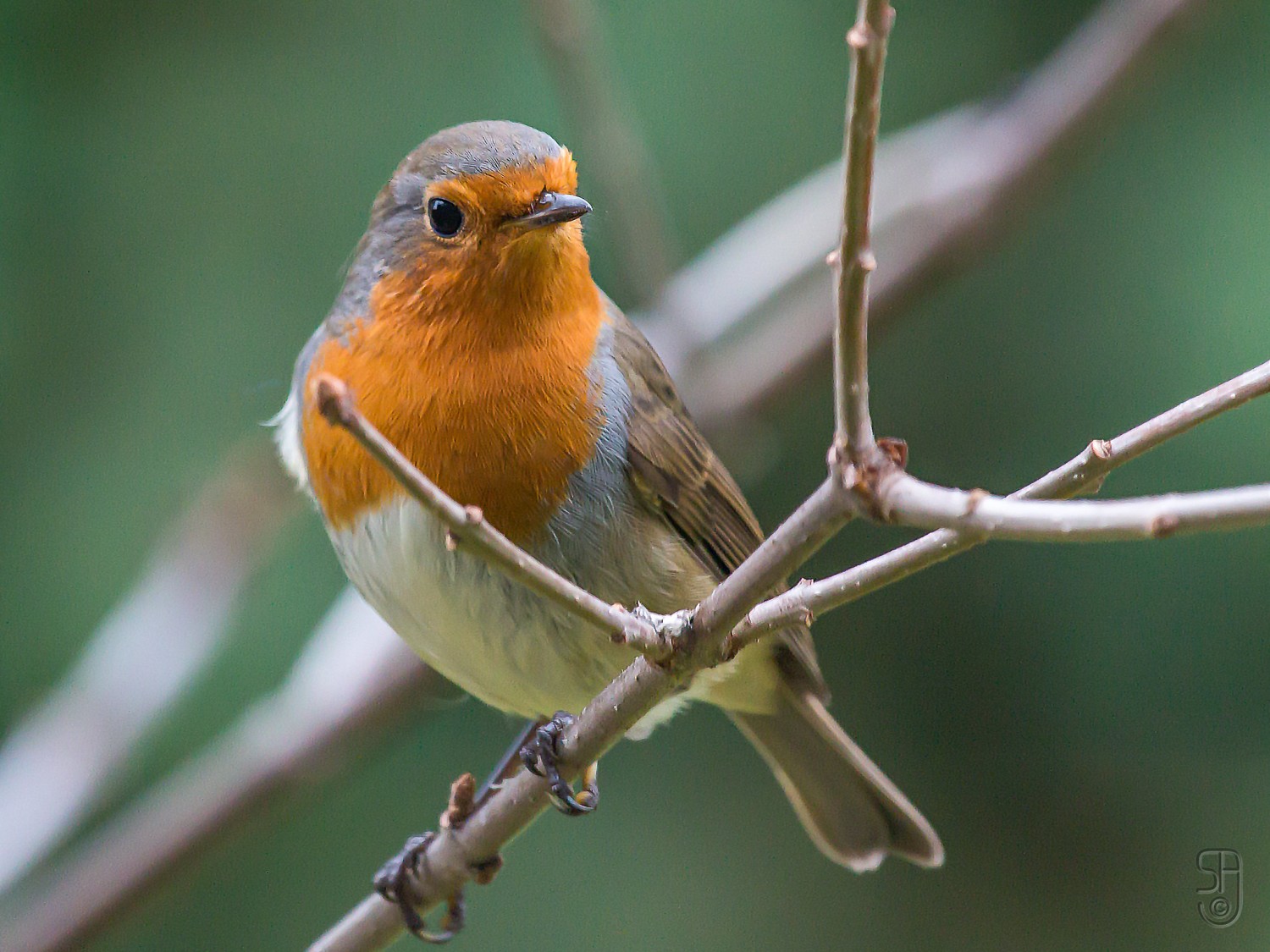 The Vibrant European Robin: Europe’s Little Songster | Birdorable