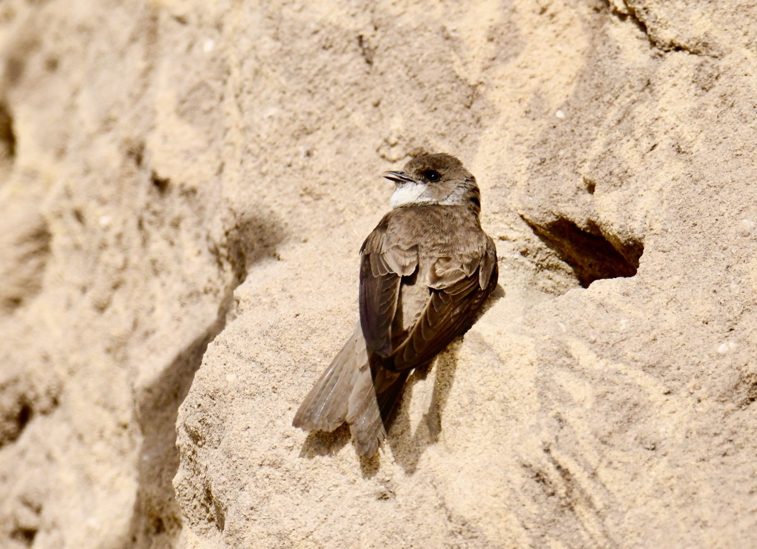 Birdorable Blog - Bird News, New Species & Fun Stuff