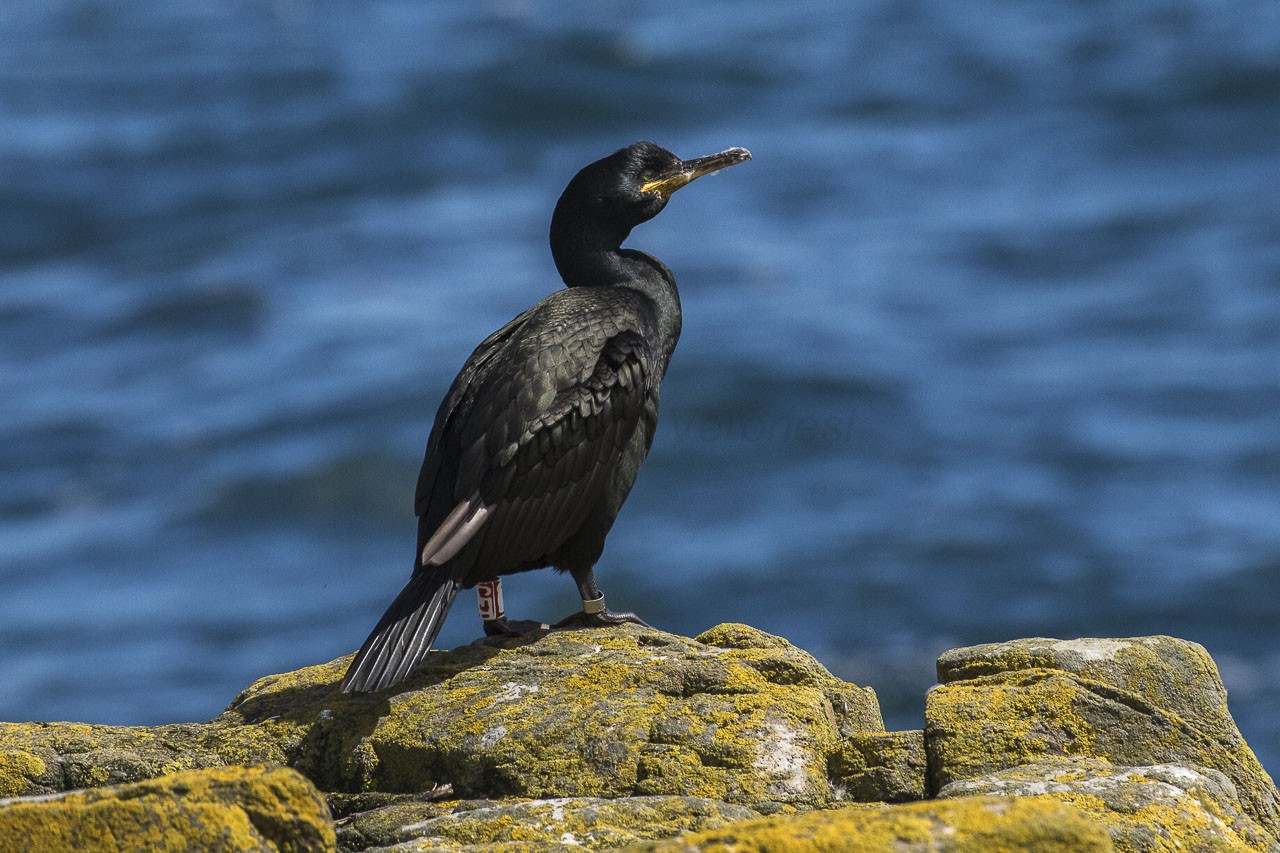 Meet the Birdorable European Shag: A Diving Marvel of the Coasts