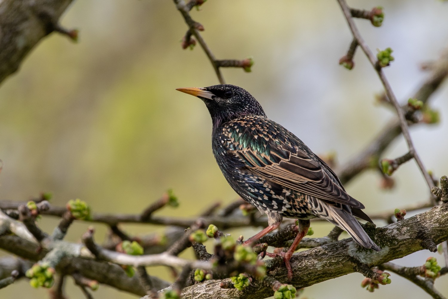 Starlings - Birdorable Blog
