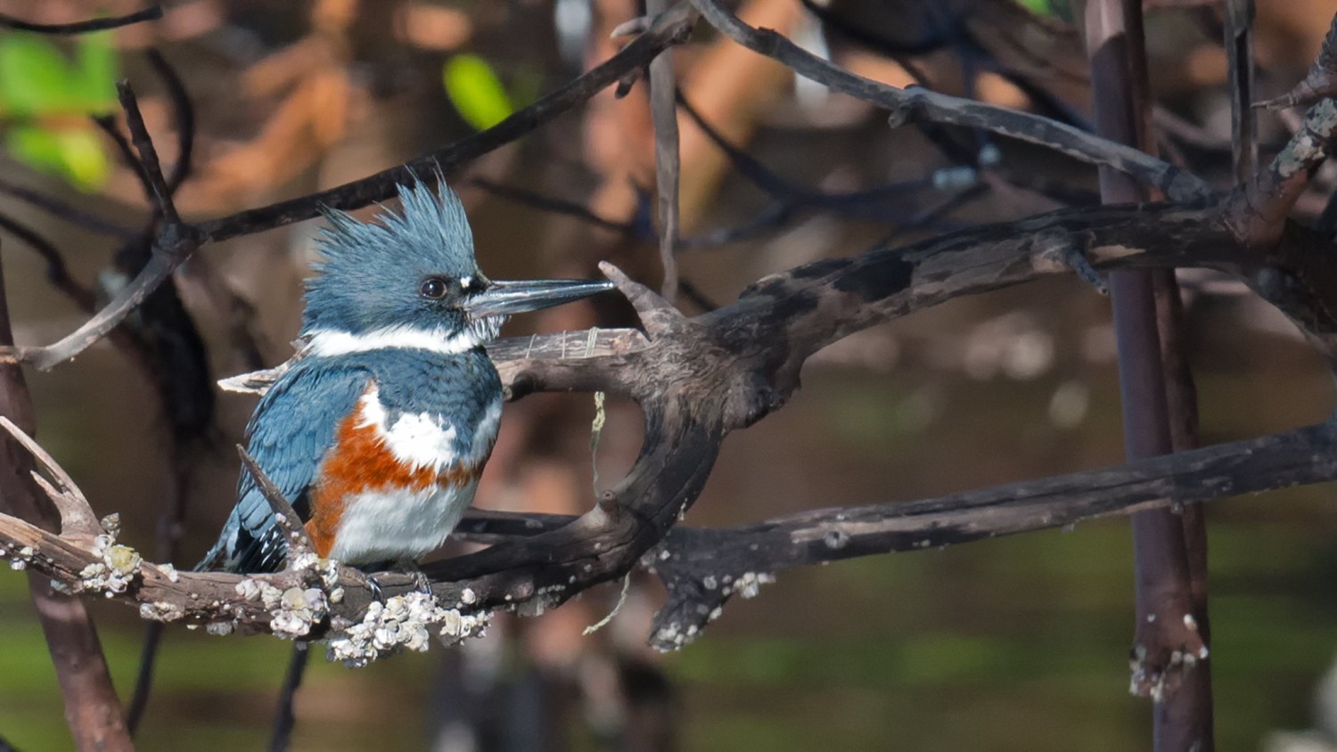 Female Bird Day: Celebrating Female Birds | Birdorable Blog