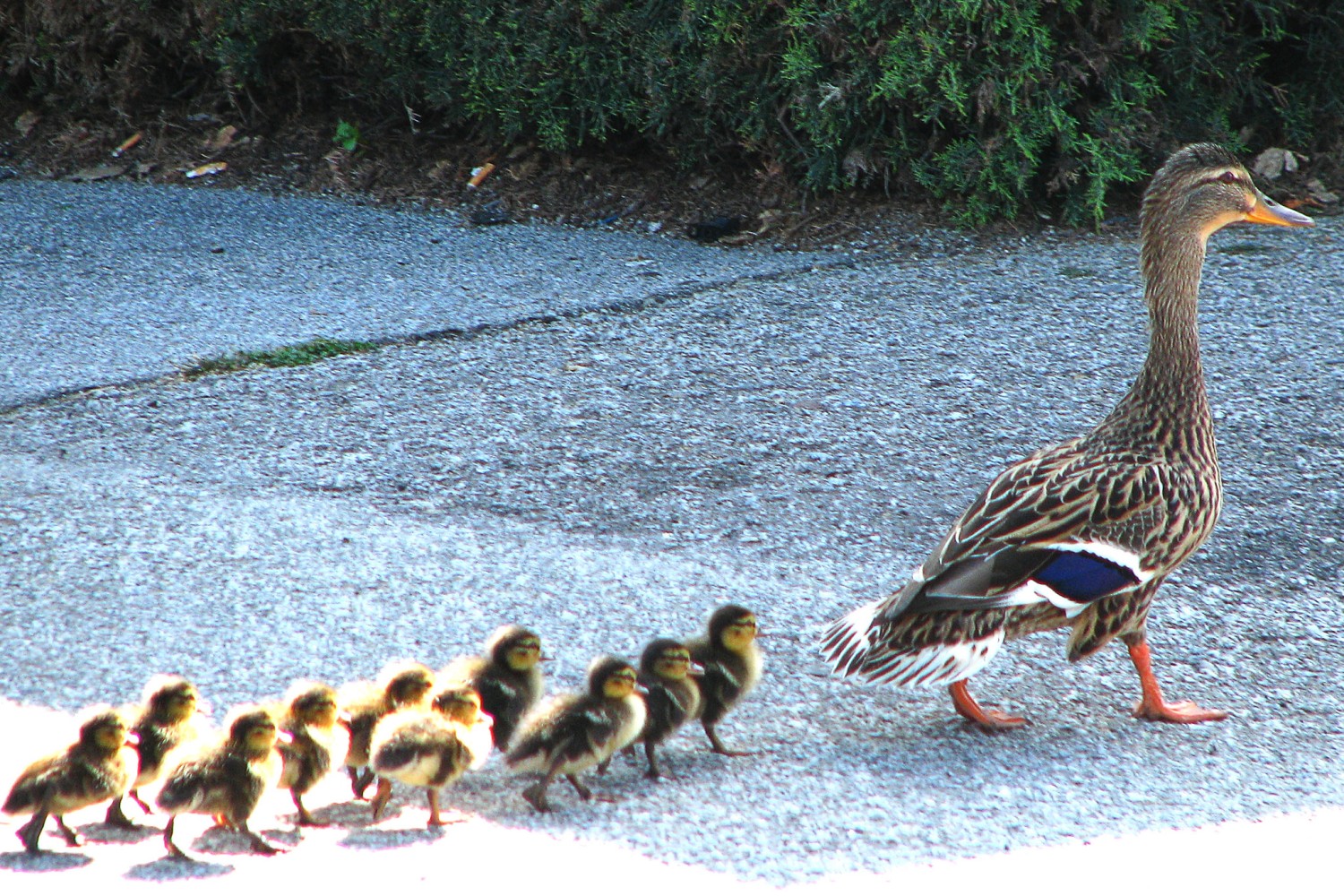 Female Bird Day: Celebrating Female Birds | Birdorable Blog