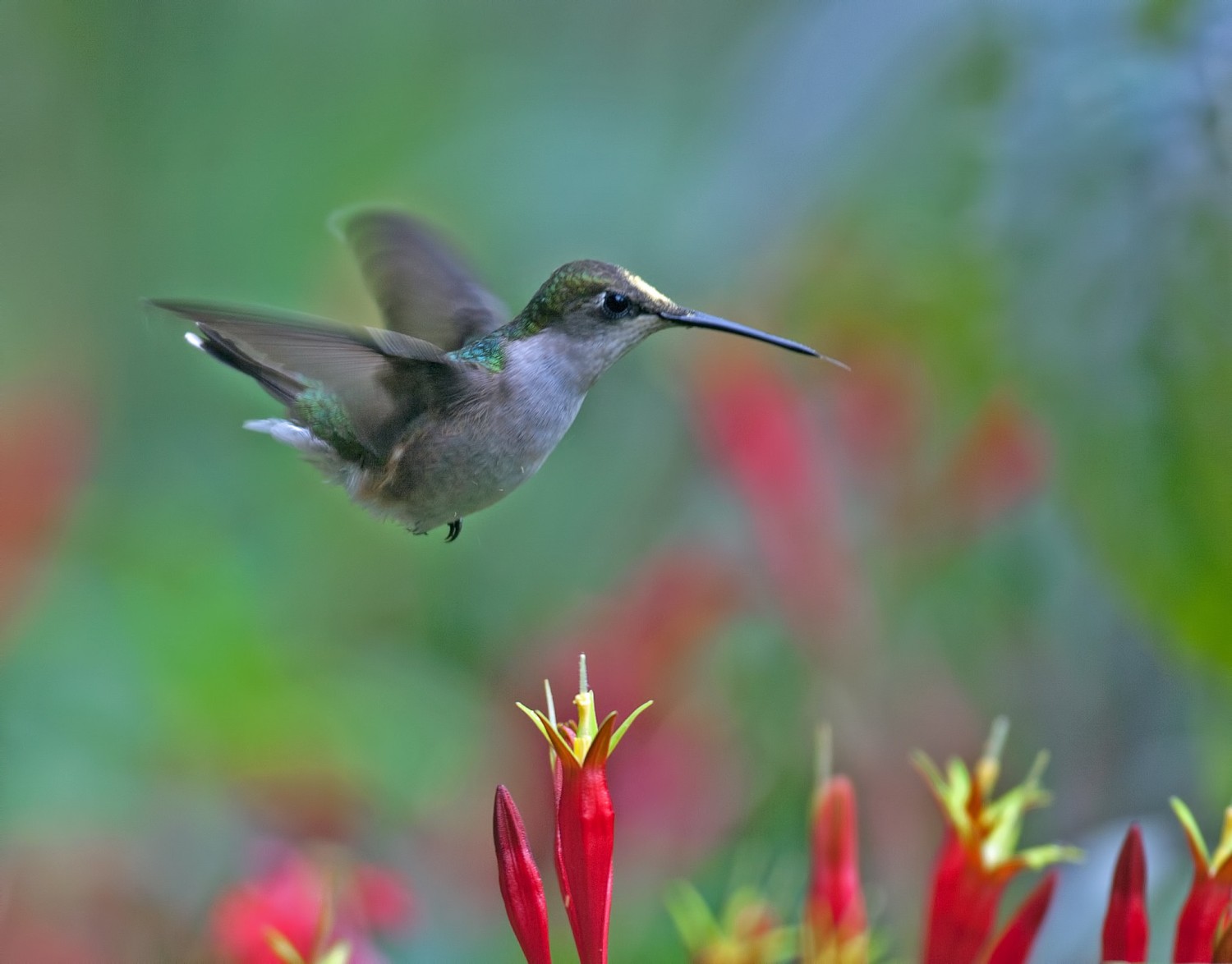 Birdorable Blog - Bird News, New Species & Fun Stuff