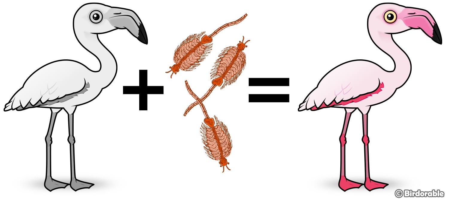 From Grey to Pink: The Life and Times of the Greater Flamingo