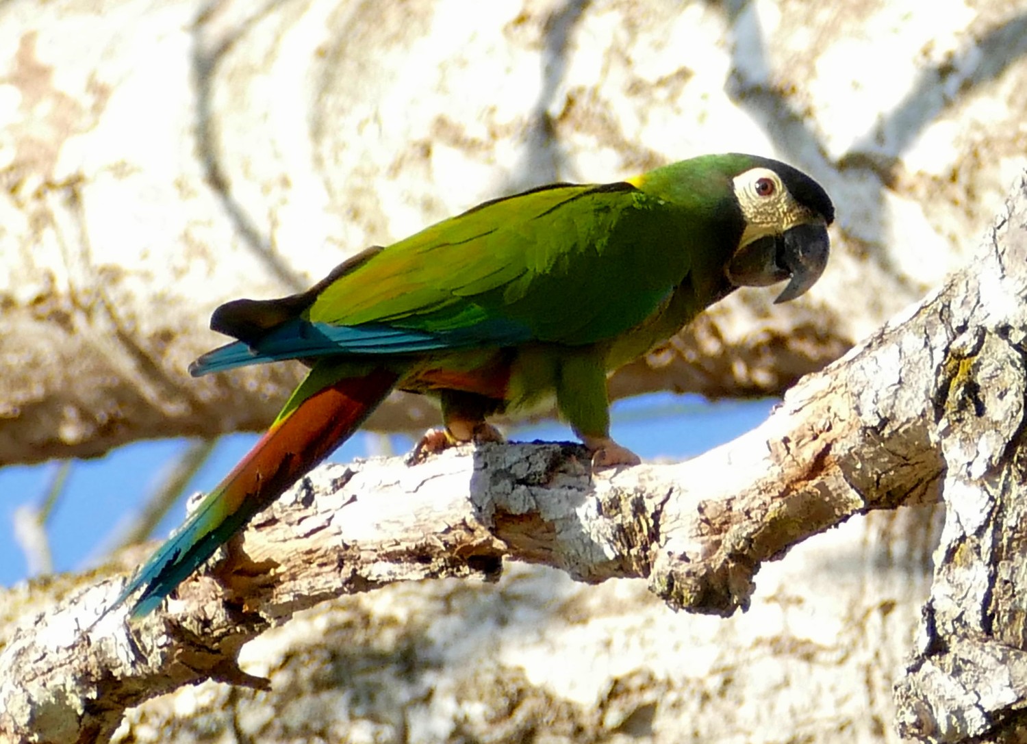 Birdorable Welcomes the Golden-collared Macaw: Get to Know It