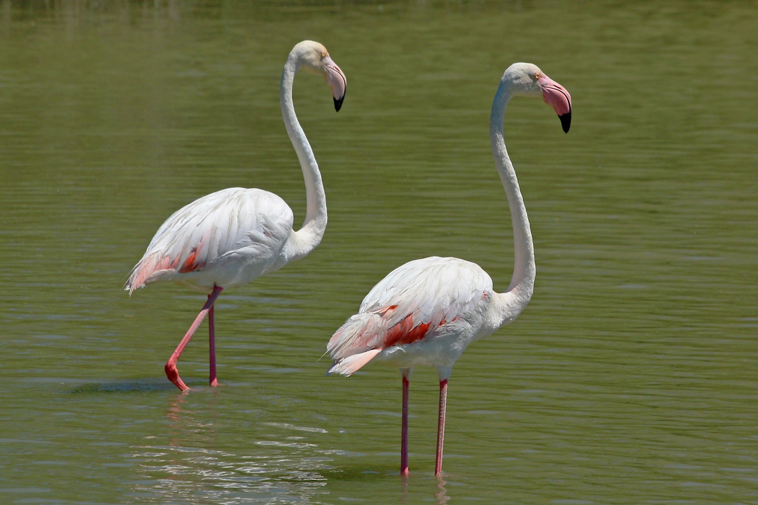Flamingos - Birdorable Blog