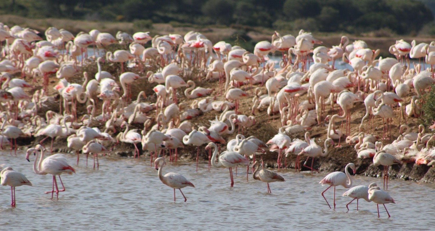 Flamingos - Birdorable Blog