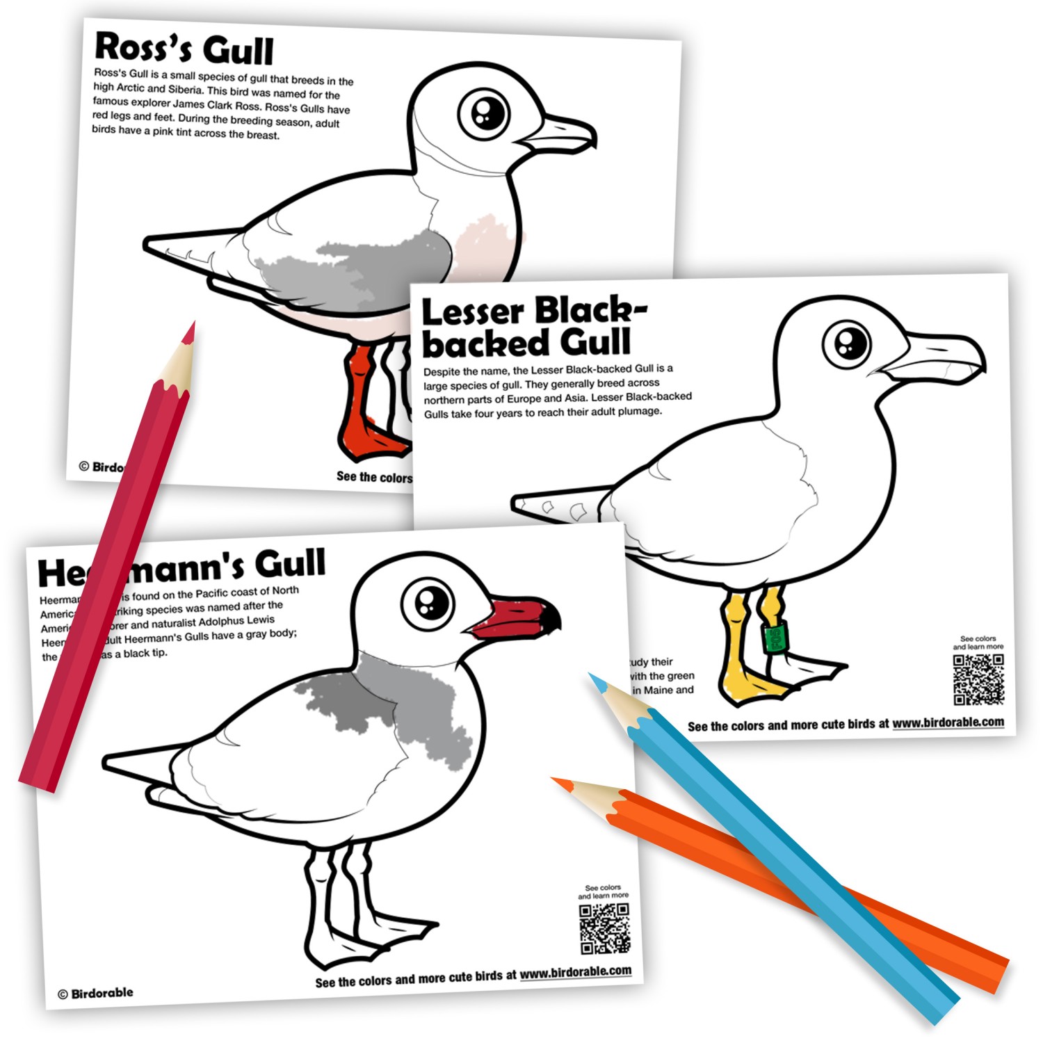 New Seagull Coloring Pages by Birdorable
