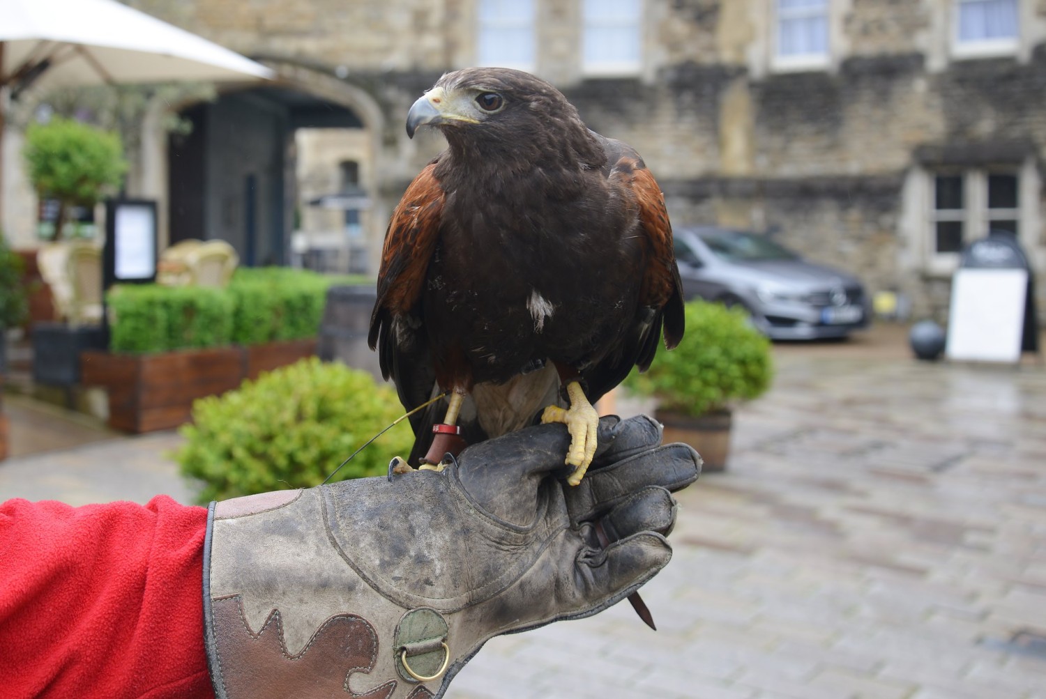From Desert Skies to Urban Allies: The Harris Hawk's Journey