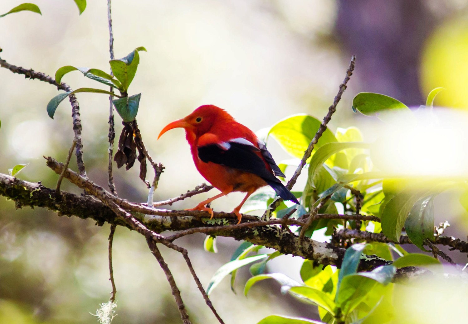 Birdorable Blog - Bird News, New Species & Fun Stuff