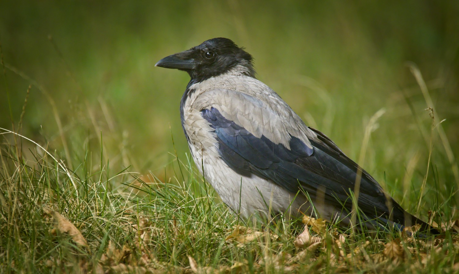 Meet the Birdorable Hooded Crow: Elegance Meets Intelligence