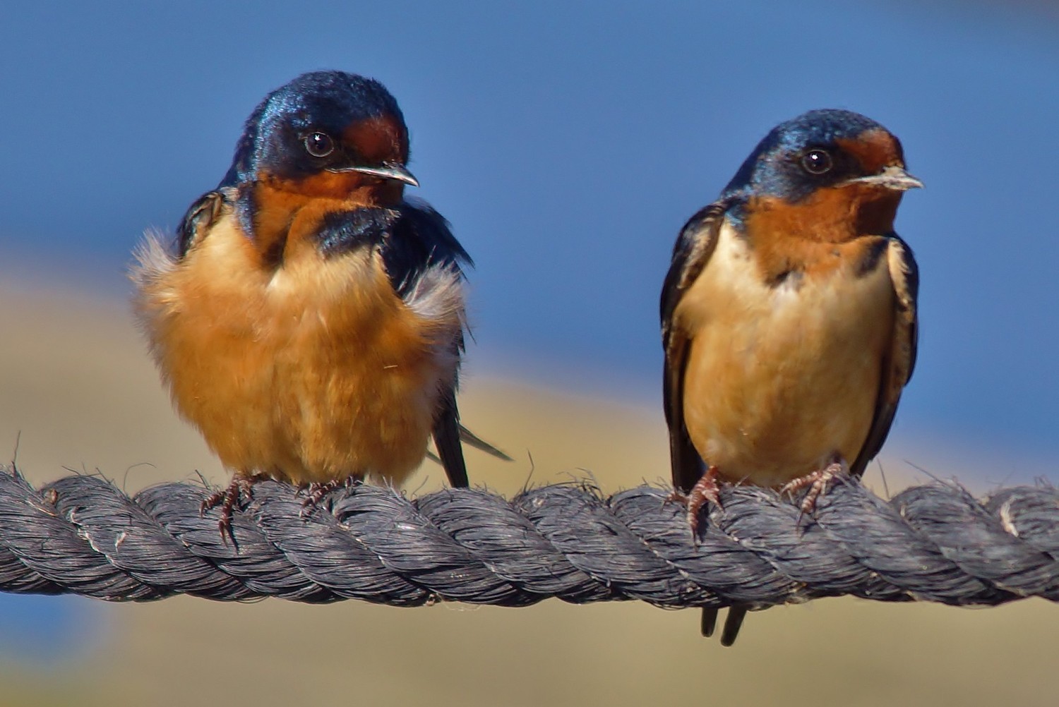 Swallow Week: Interesting Facts About Swallows