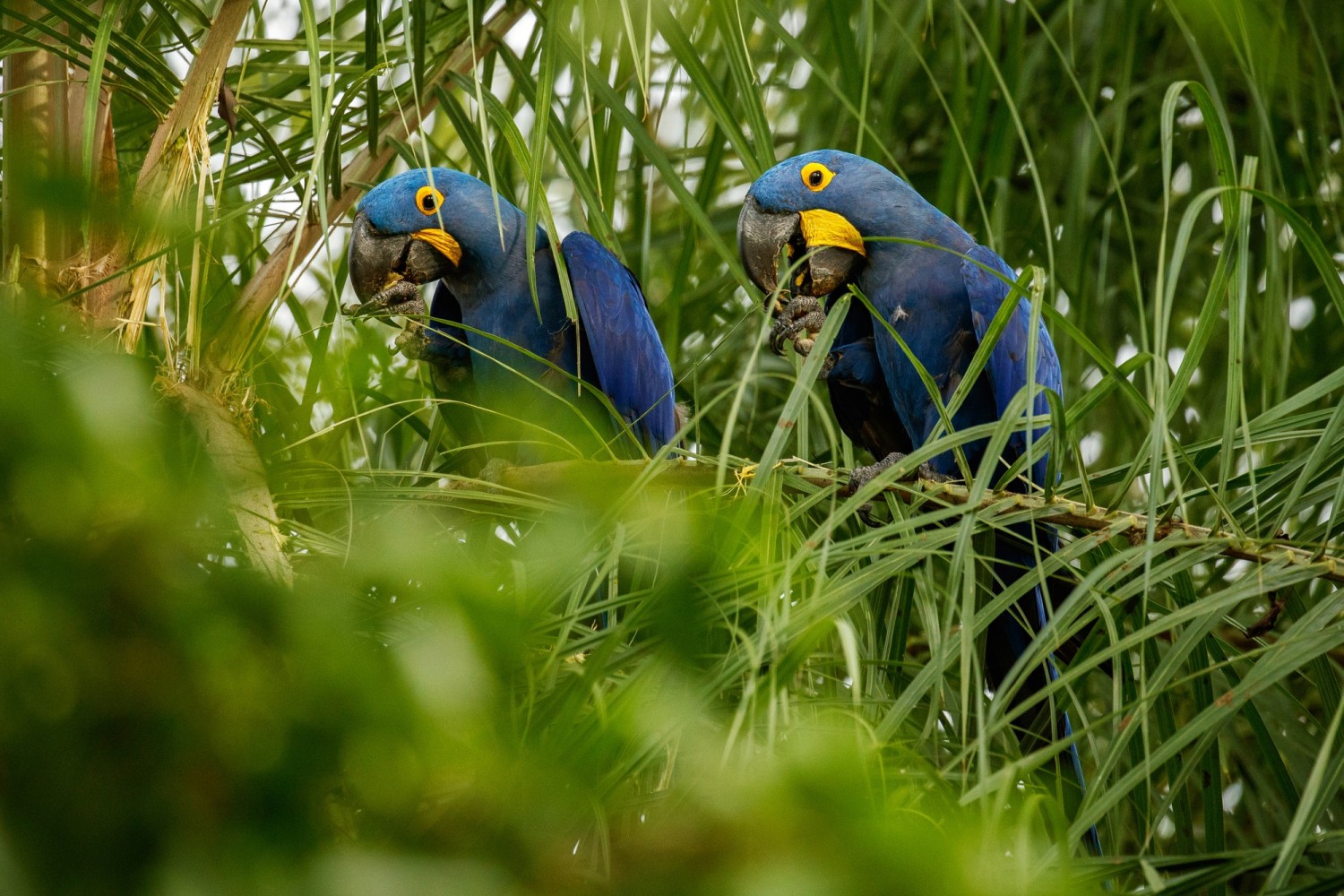 Discover the Hyacinth Macaw: The World's Largest Flying Parrot